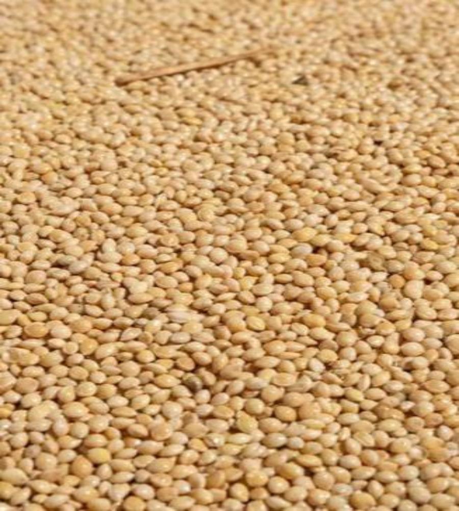 PROSO MILLETS – Nuts Uncle